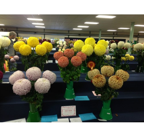 33 Litre - Chrysanthemum Special Compost