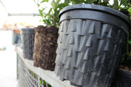 Keith Singleton Horticulture | Garden Accessories | Pots & Containers