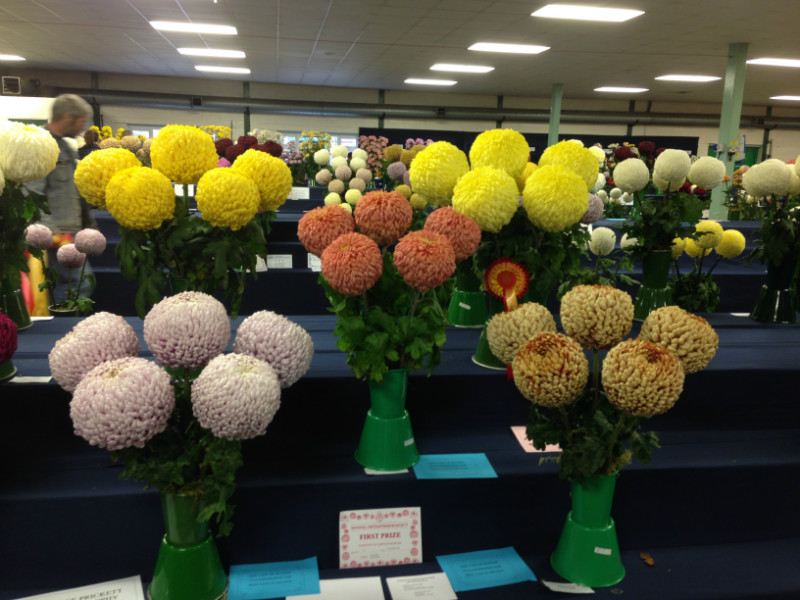 Show winning Compost